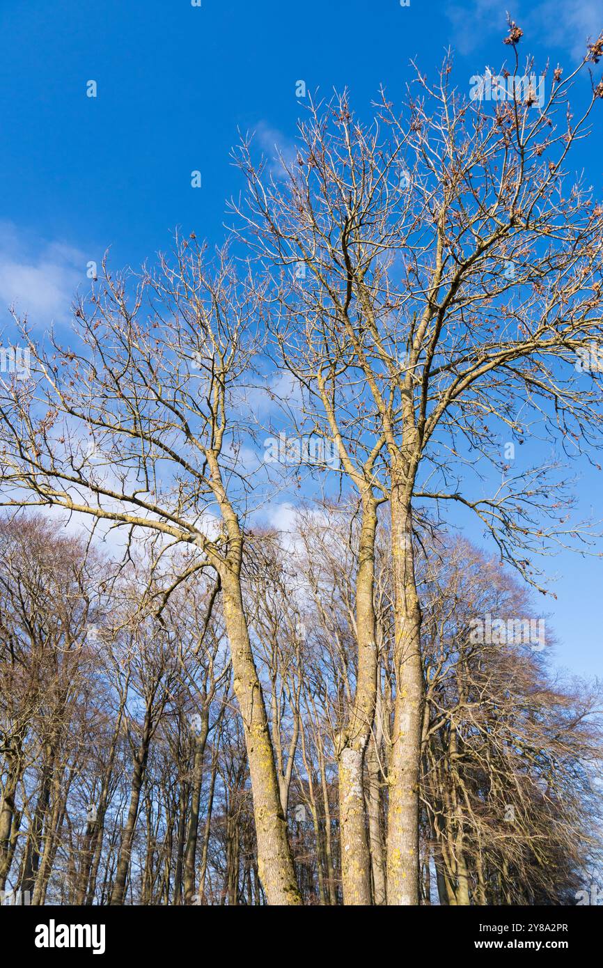 The Battle of the Bulge, Tank Battle Site in Clervaux, Luxemburg ...