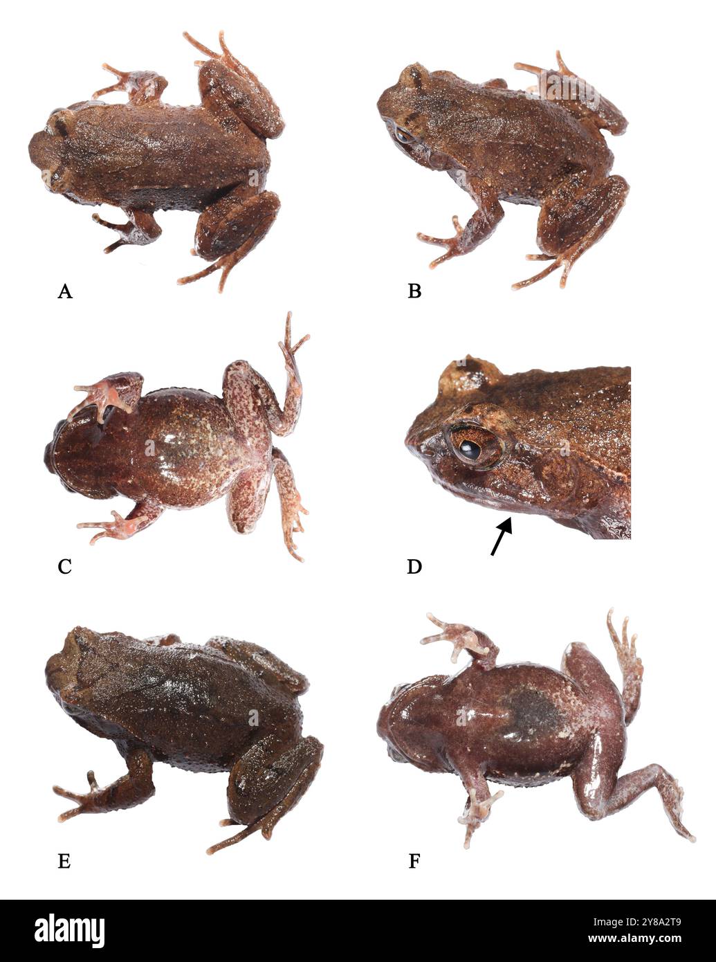 Guangzhou. 4th Oct, 2024. This image shows Boulenophrys pepe, a new ...