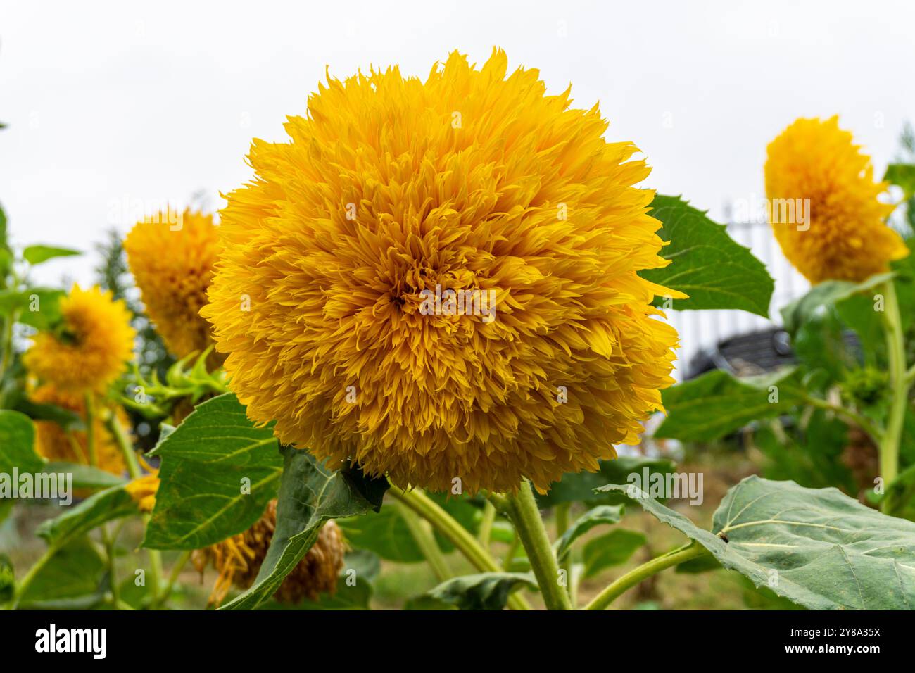 Yellow fluffy flower on a stem with leaves. Several flowers in the ...