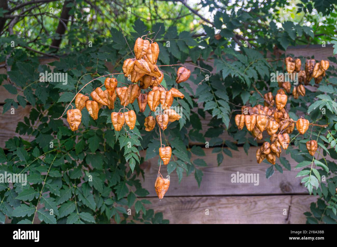 Brown bags of seeds on a tree. Golden Rain tree seeds pods ...