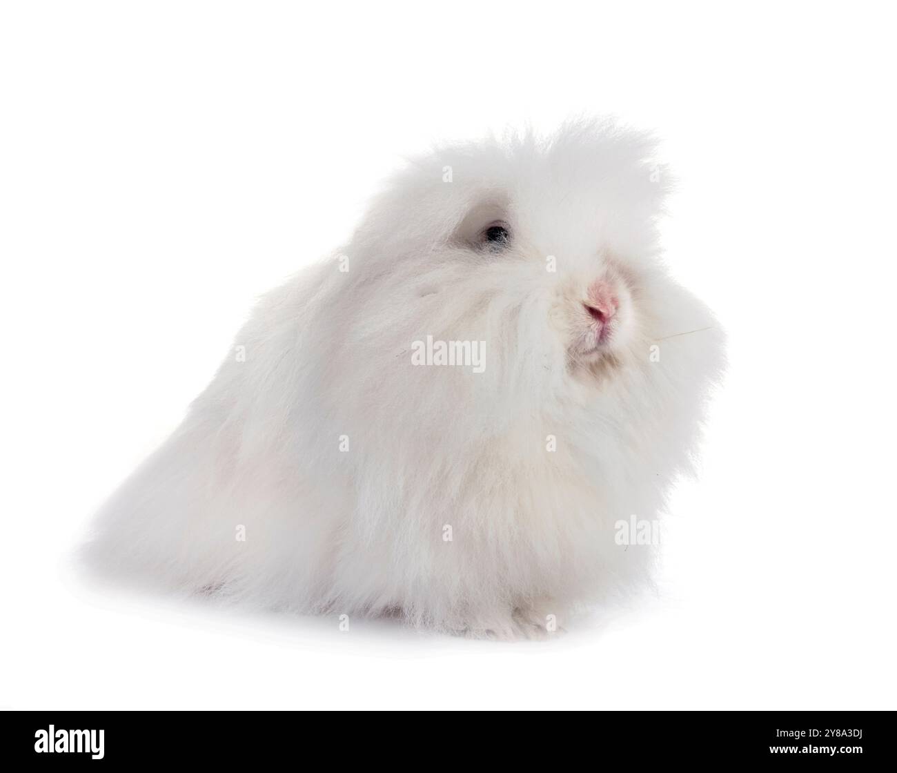 young Lionhead in front of white background Stock Photo - Alamy