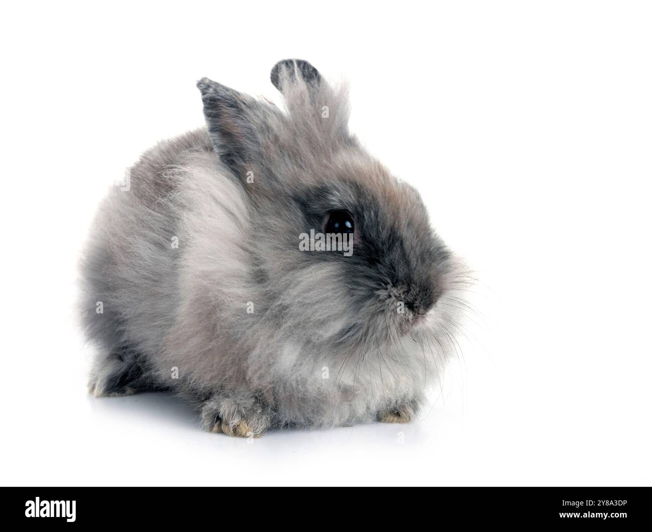 young Lionhead in front of white background Stock Photo - Alamy