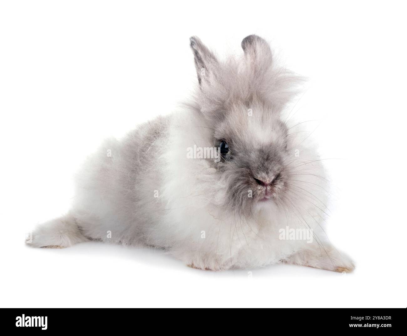 young Lionhead in front of white background Stock Photo - Alamy