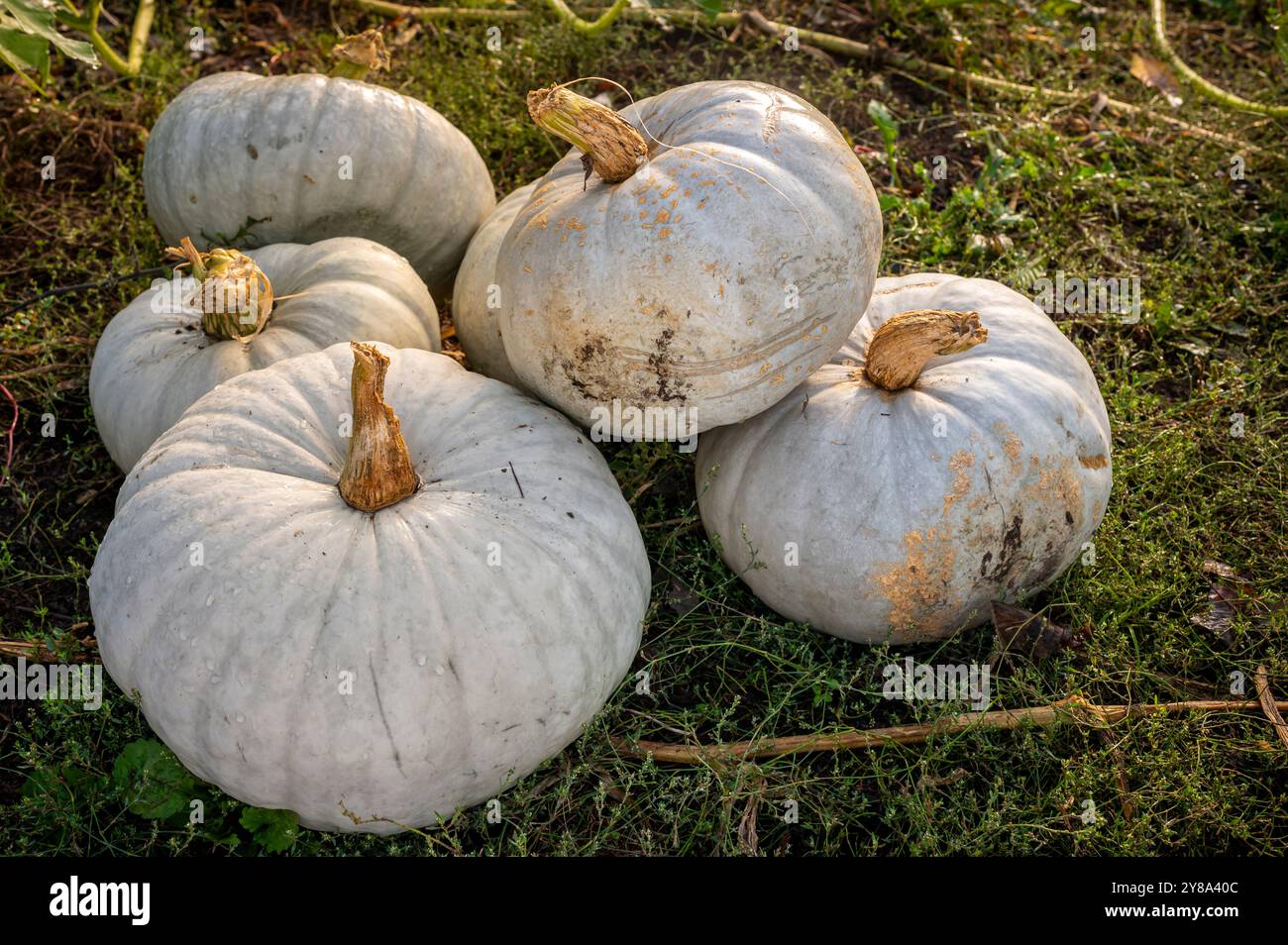 Autumn harvest sweet edible pumpkin Stock Photo - Alamy