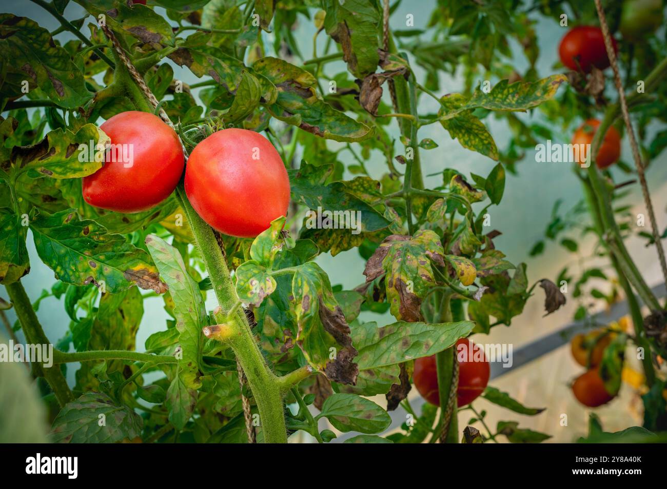 The last harvest of autumn tomatoes grown naturally in the greenhouse ...