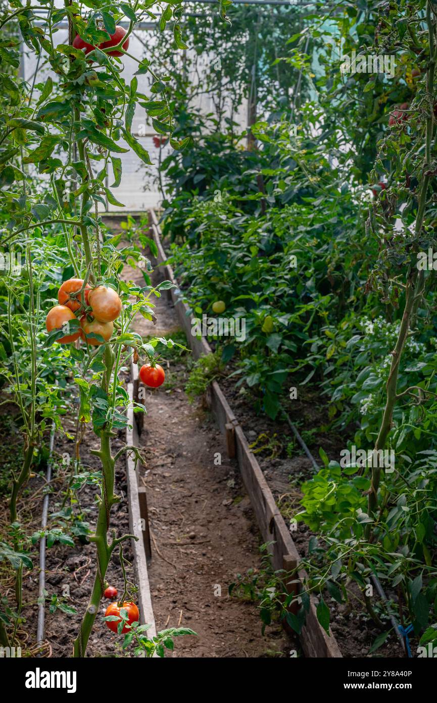 The last harvest of autumn tomatoes grown naturally in the greenhouse ...