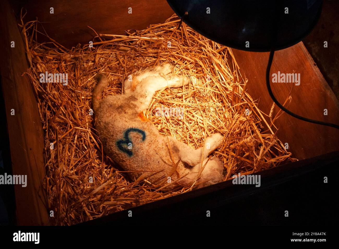 Newborn lamb marked with a blue number three sleeping under a heat lamp ...