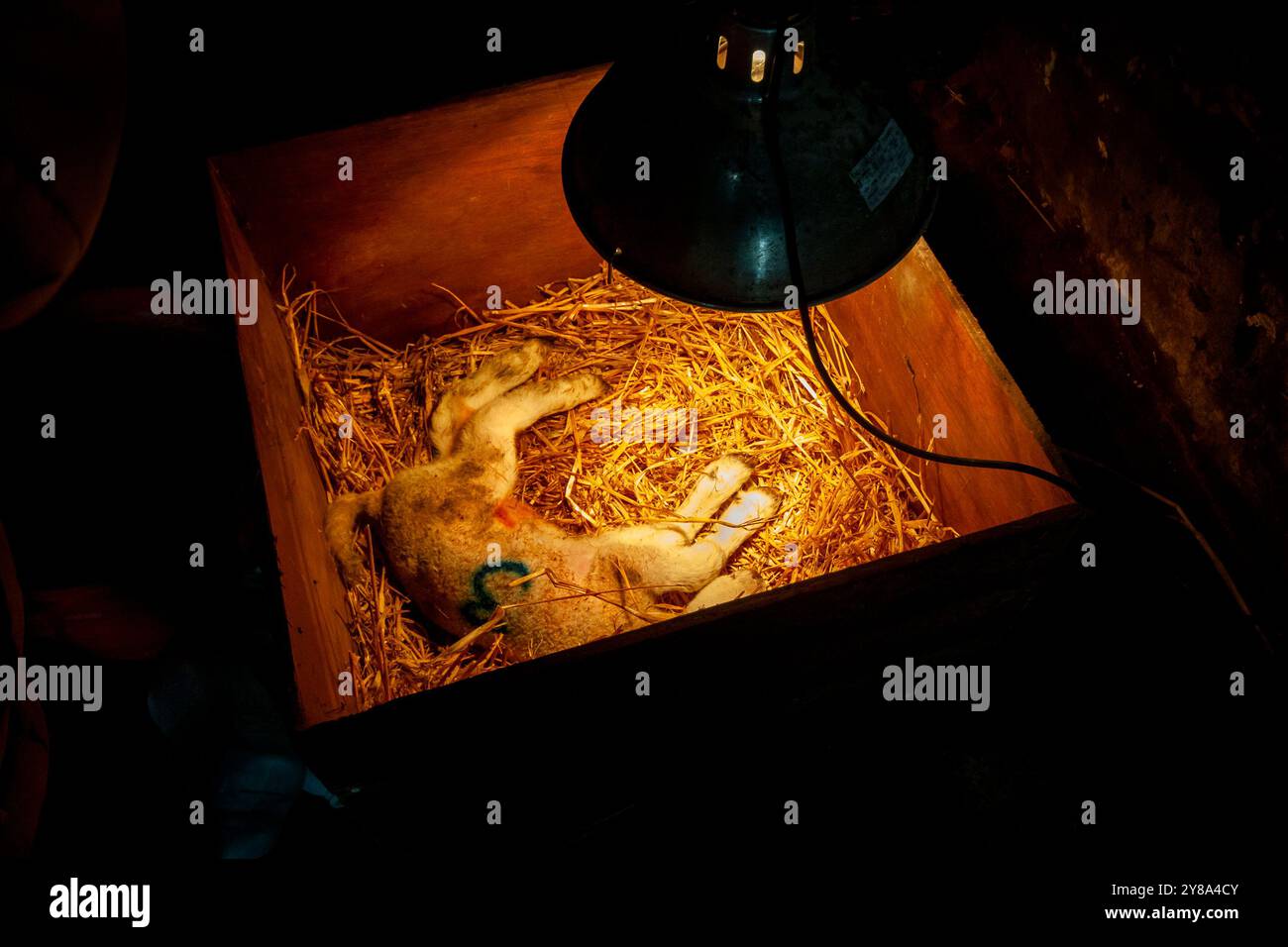 Newborn lamb marked with a blue number three sleeping under a heat lamp ...