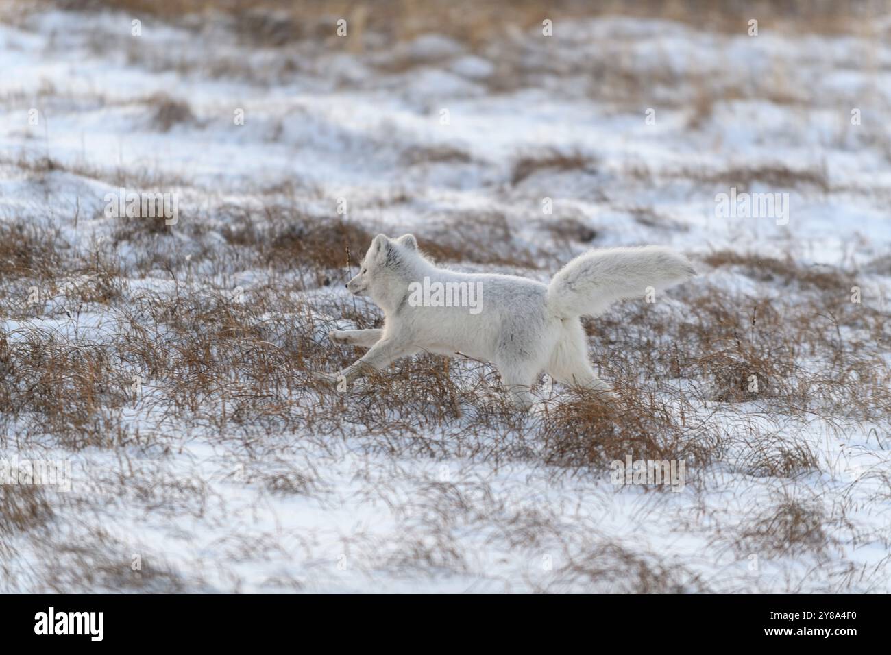 Wild arctic fox (Vulpes Lagopus) in tundra in winter time. White arctic ...