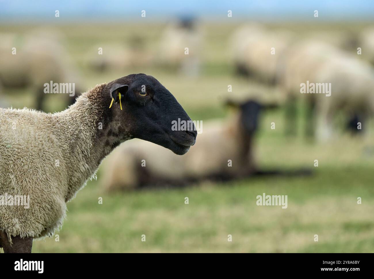 flock of grazing black face suffolk sheep grazing on a salt marsh ...