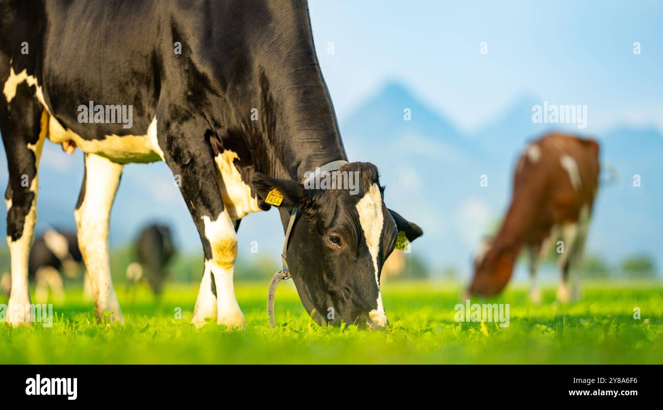 Dairy cows. Cow at meadow. Cattle in grass field. Cow in grassy pasture ...