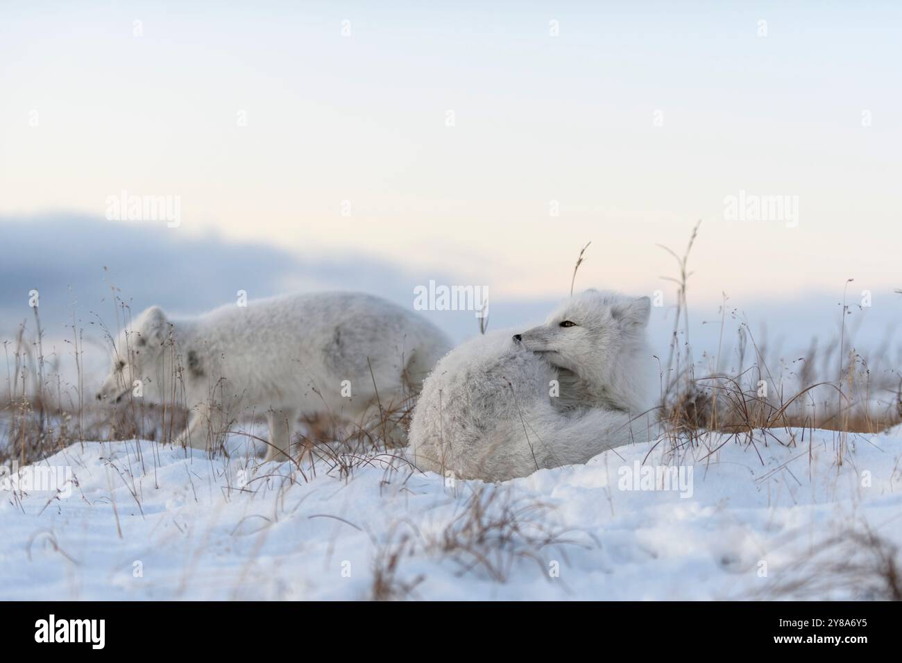 Two young arctic foxes (Vulpes Lagopus) in wilde tundra. Arctic fox ...