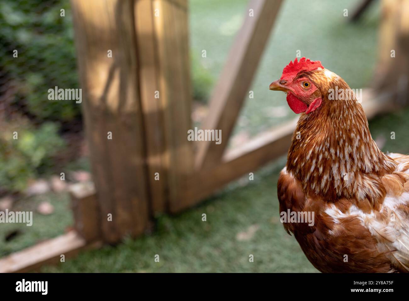 Close-up side view of brown hen with red crest in cage at poultry farm ...