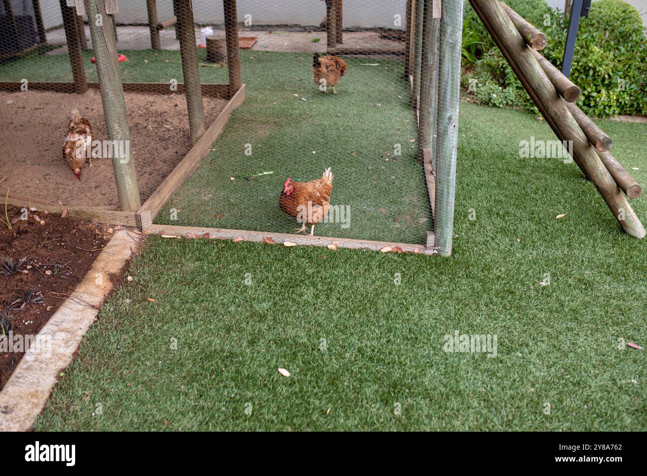 Brown hens inside cage on grass at poultry farm Stock Photo - Alamy