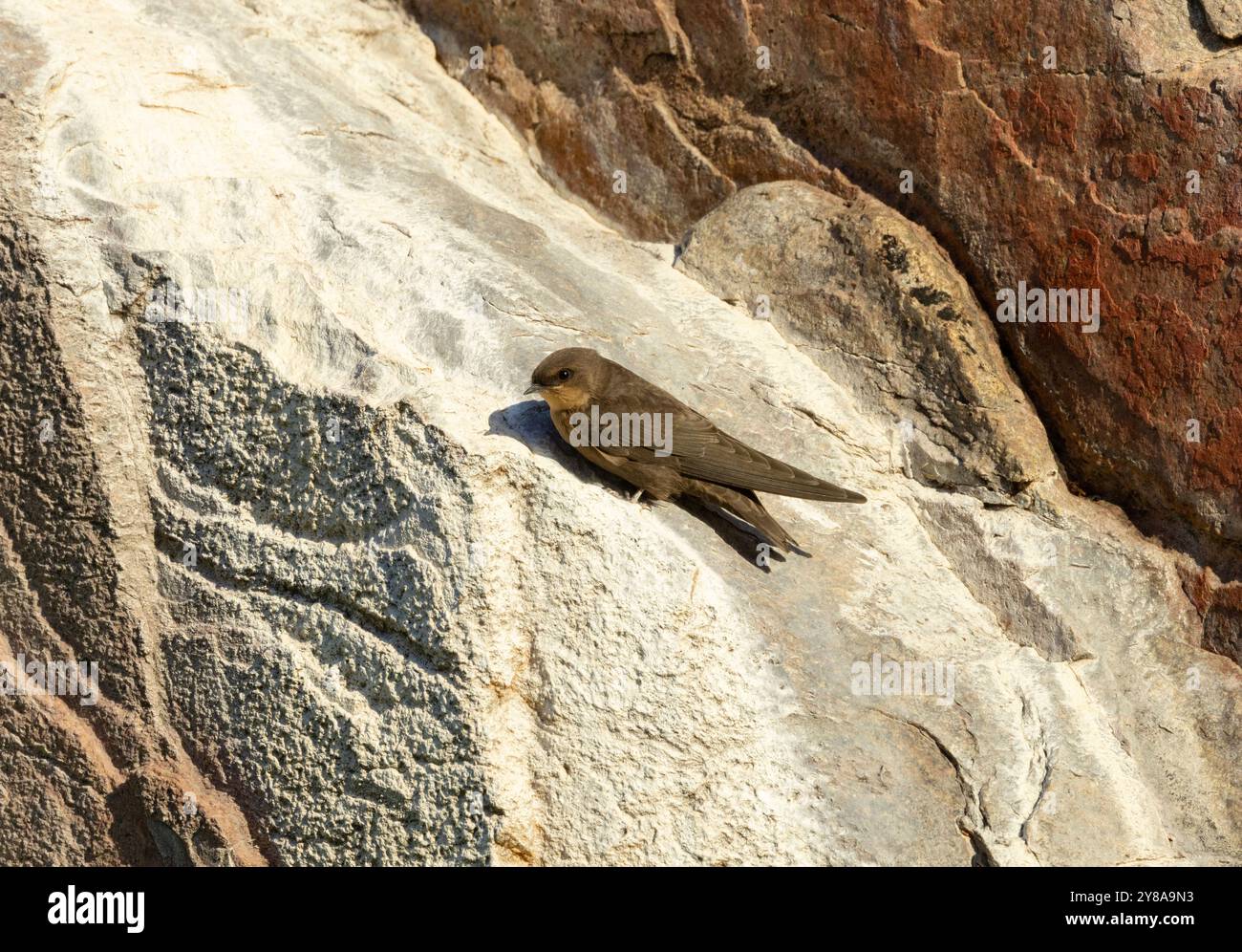 A highly aerial bird the Rock Martin breeds in hilly areas making their ...