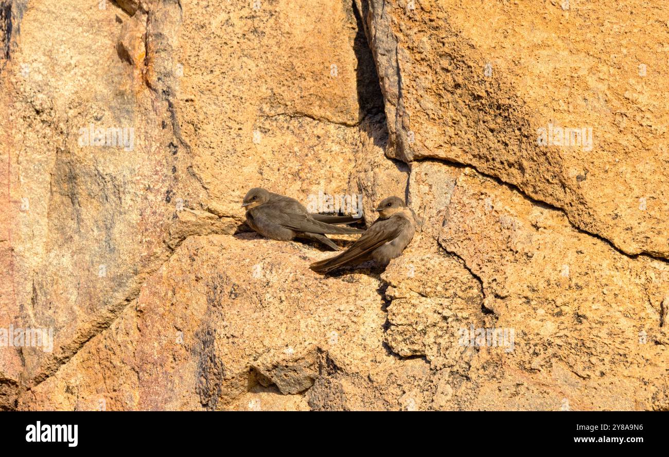 A highly aerial bird the Rock Martin breeds in hilly areas making their ...