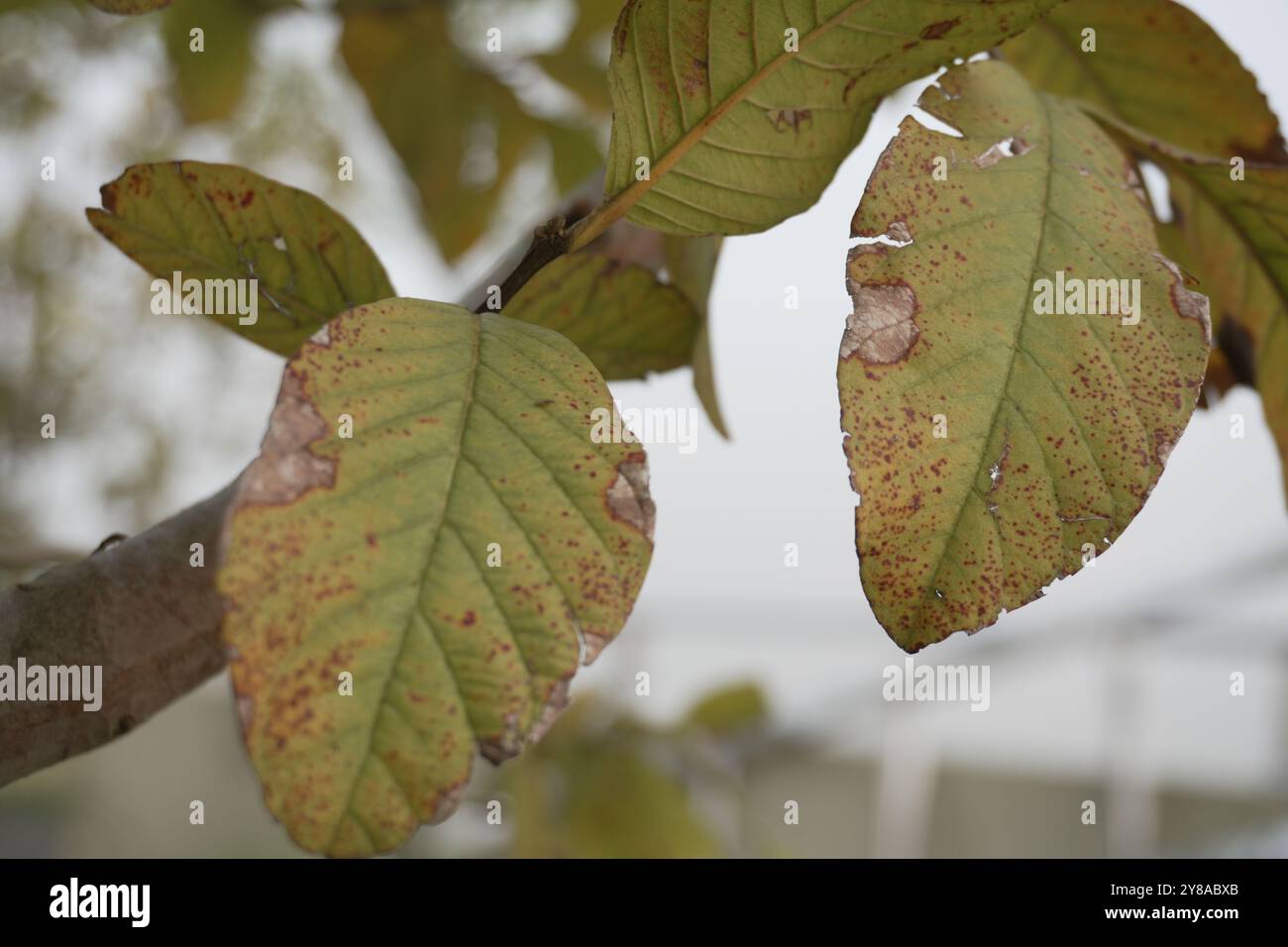 Guava leaf showing signs of disease with noticeable brown spots ...