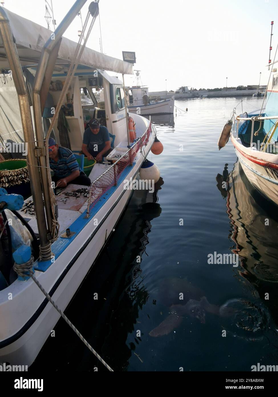 Chania, Greece. 01st Sep, 2024. A large sea turtle (loggerhead turtle ...