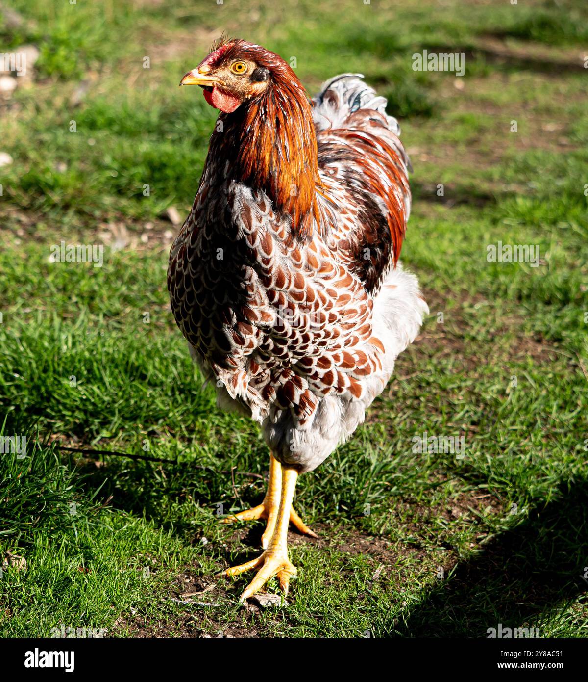 A proud rooster in the meadow Stock Photo - Alamy