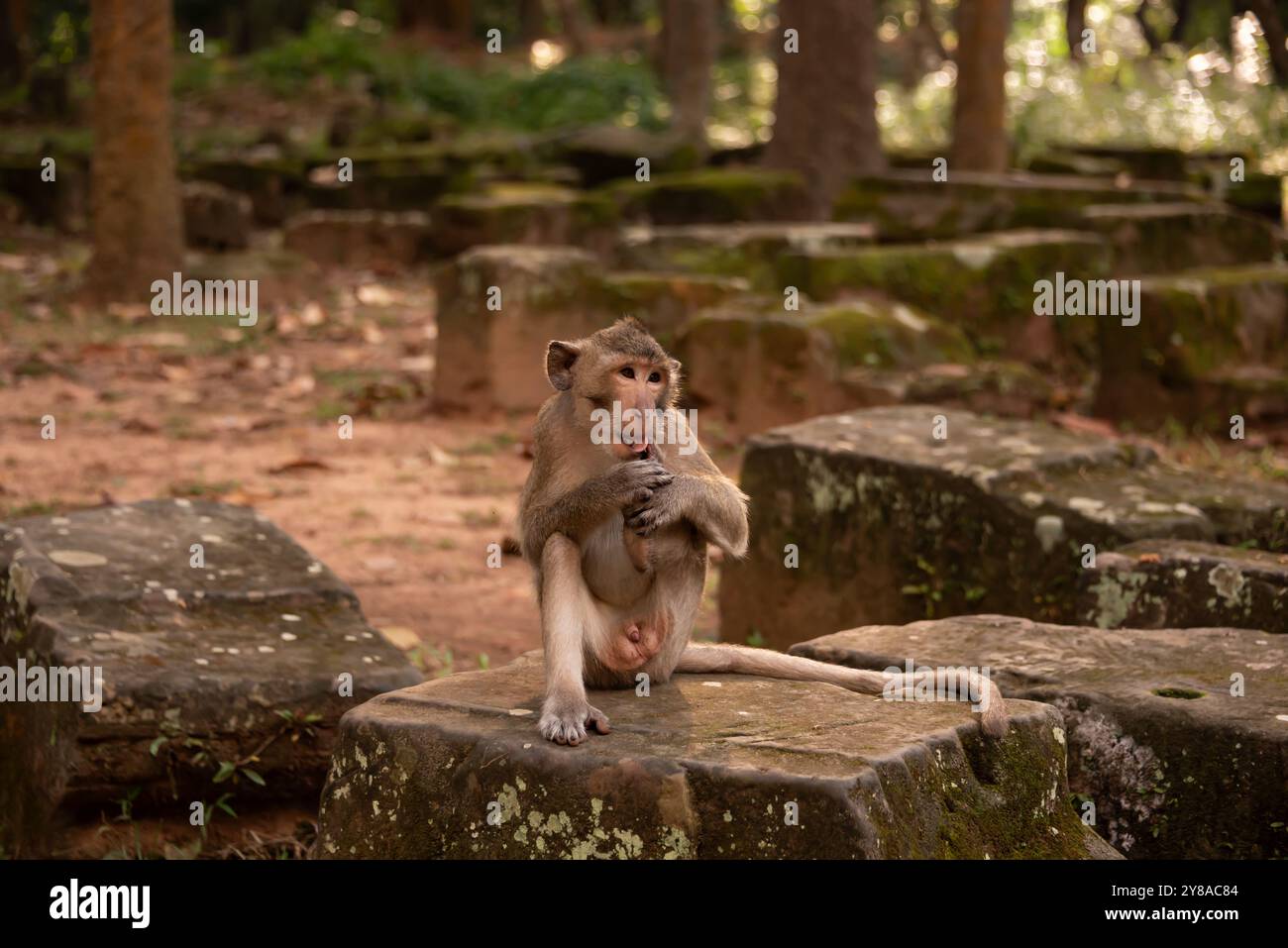 Monkeys on ruins temple hi-res stock photography and images - Alamy