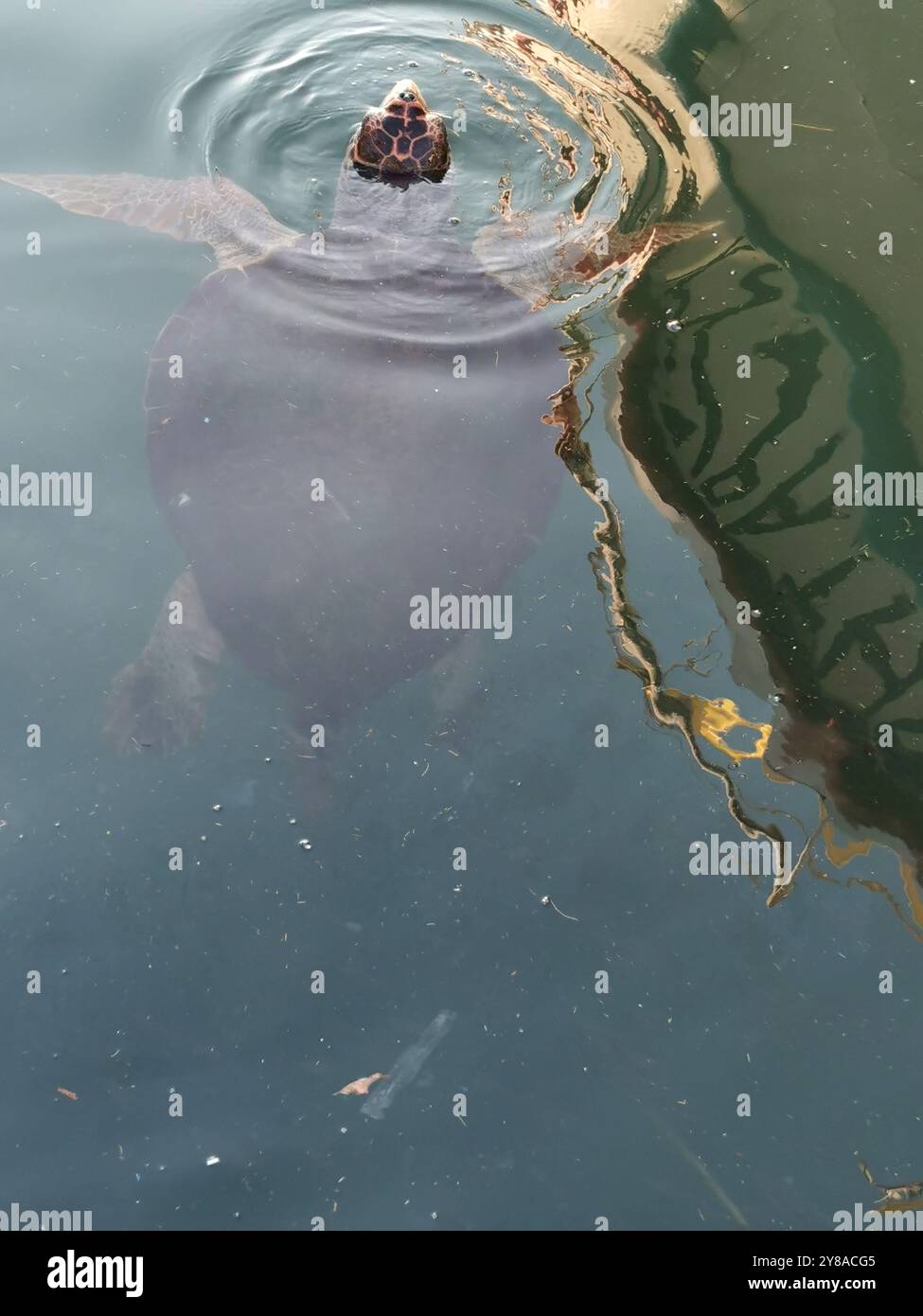 Chania, Greece. 01st Sep, 2024. A large sea turtle (loggerhead turtle ...