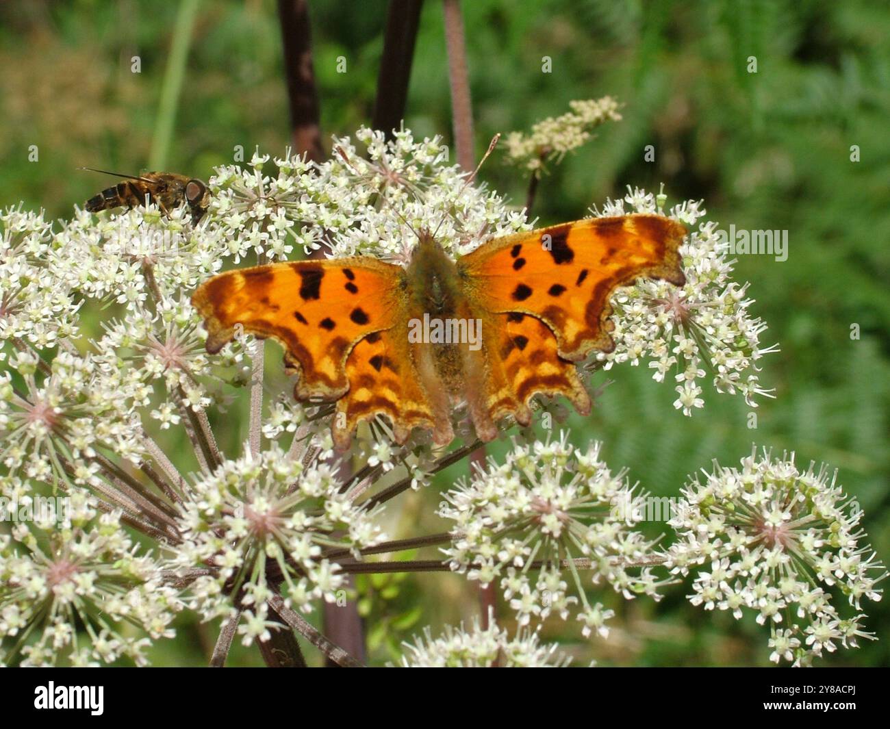 Comma Butterfly,"Polygonia c-album", butterfly, widespread,Wiltshire ...