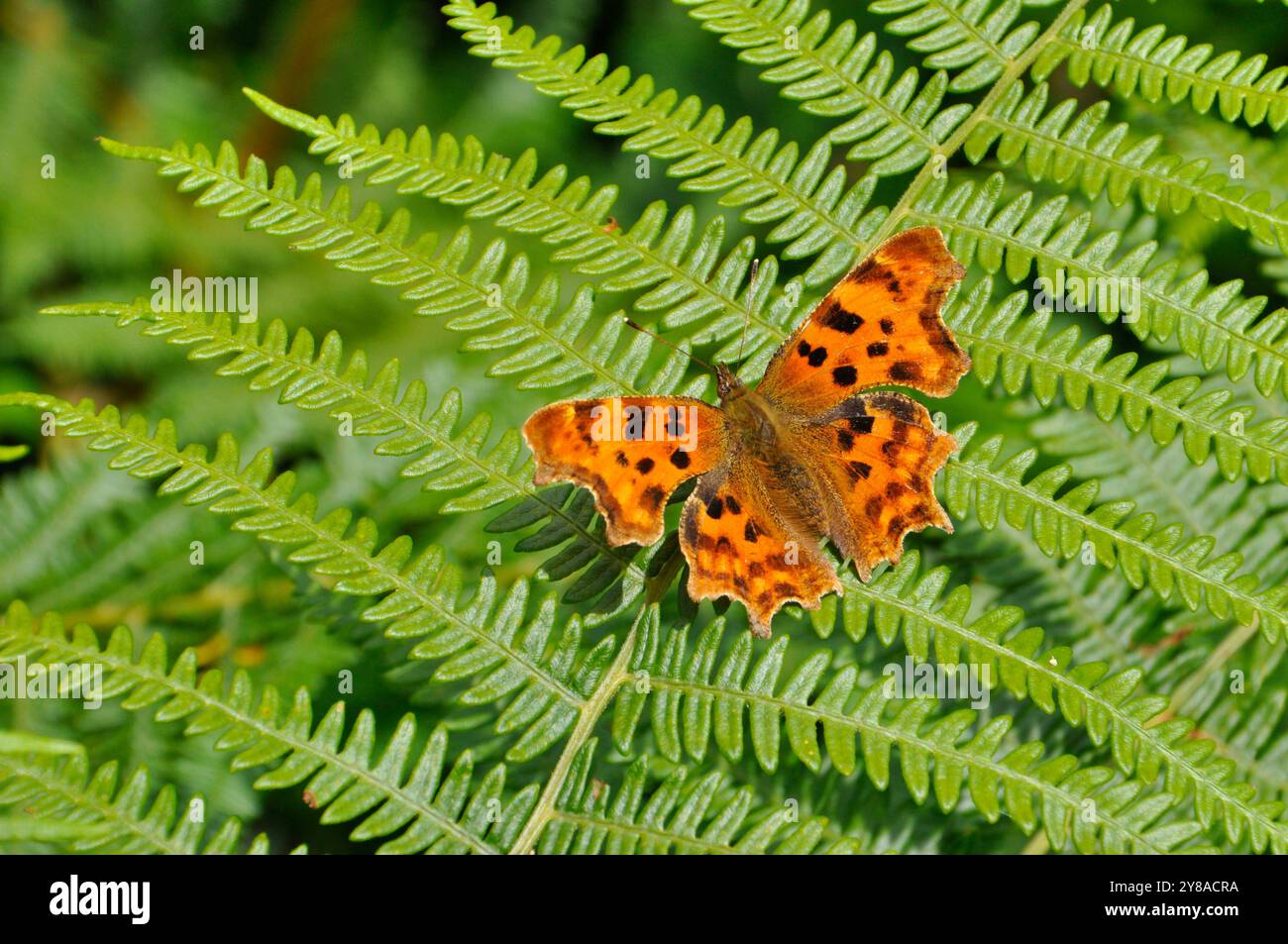 Comma Butterfly,"Polygonia c-album", butterfly, widespread,Wiltshire ...