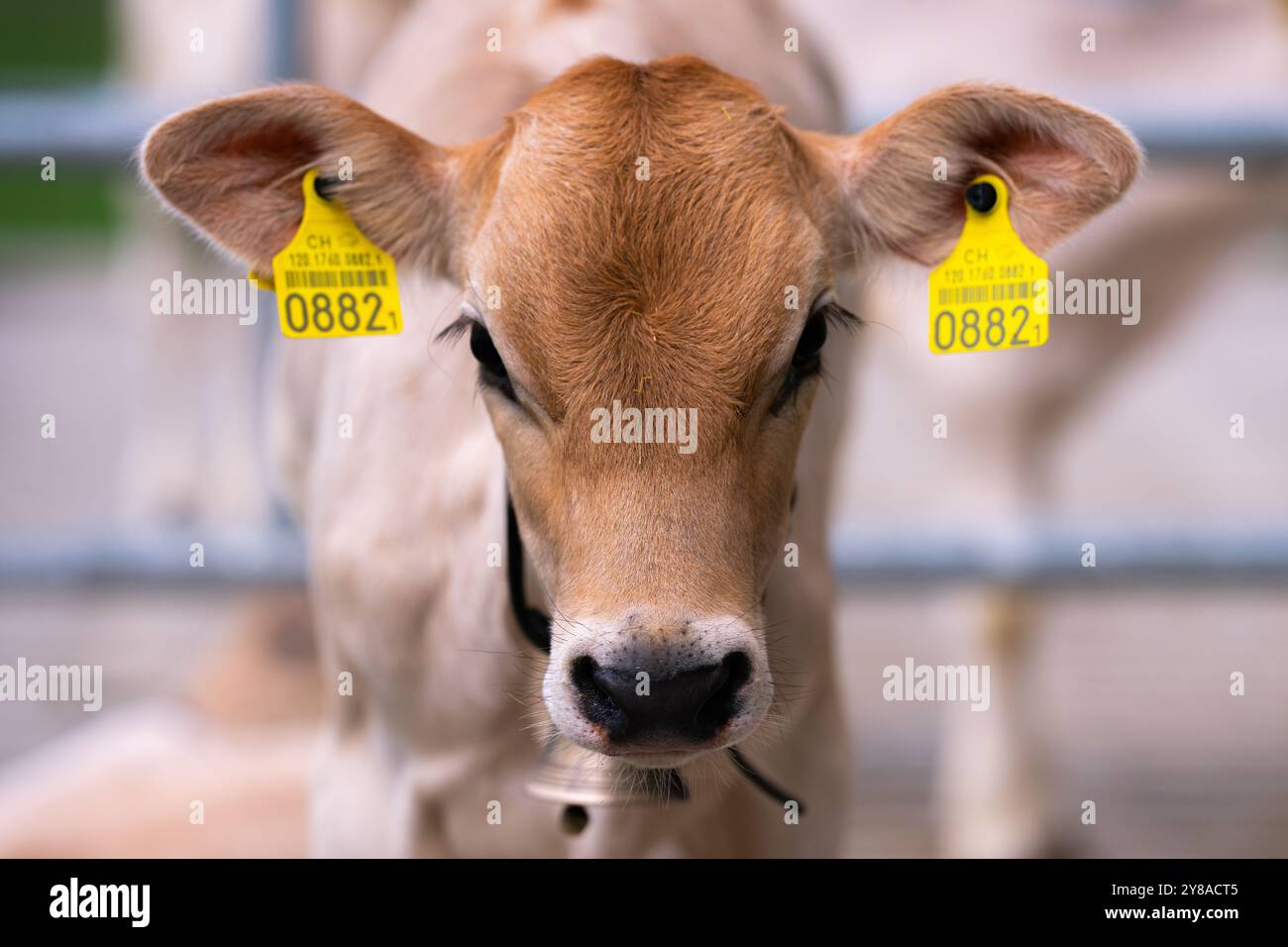 Cows on lawn. Cow grazing on meadow. Holstein cow. Eco cow farming ...