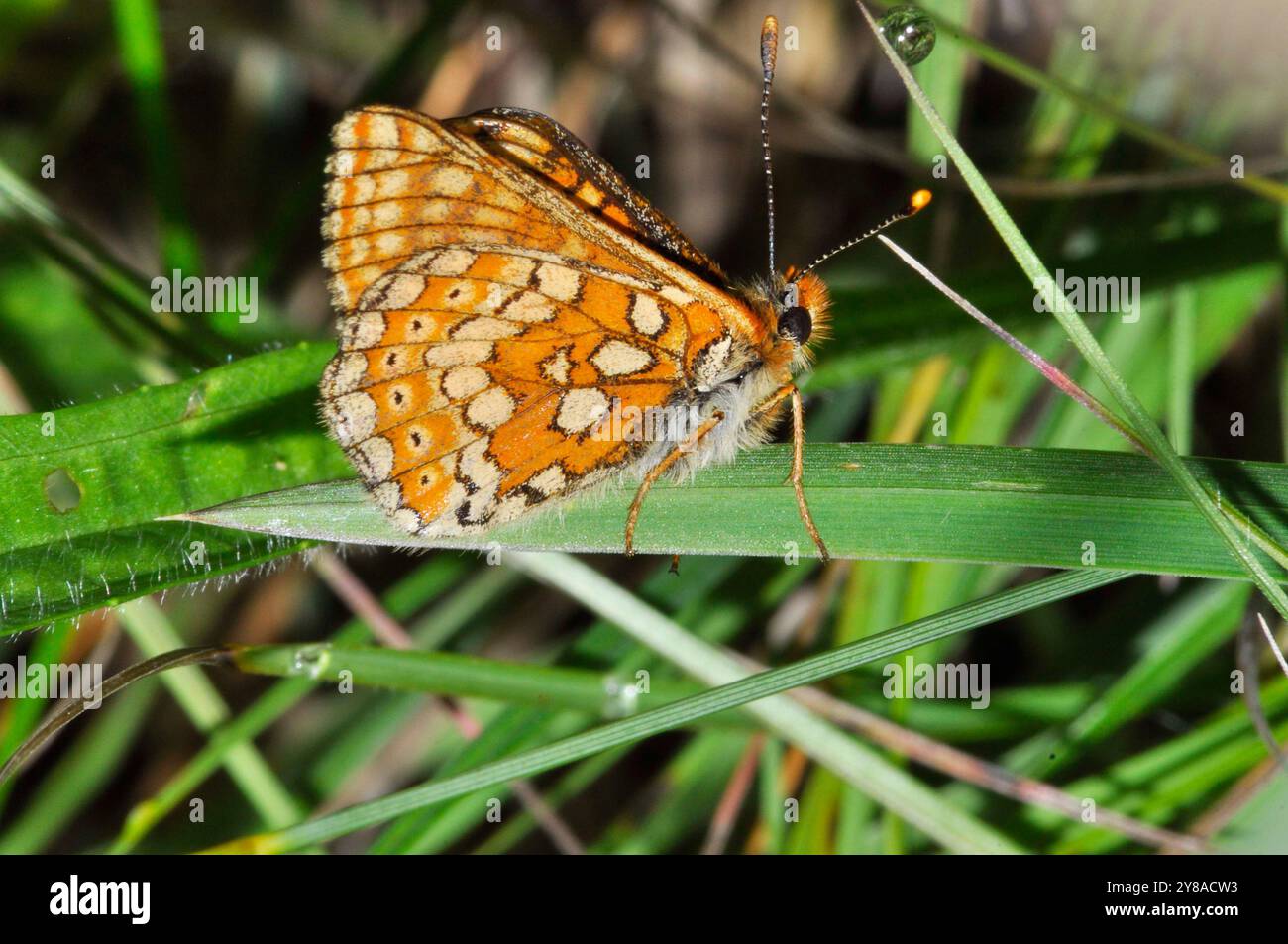 Marsh fritillary butterfly euphydryas hi-res stock photography and ...