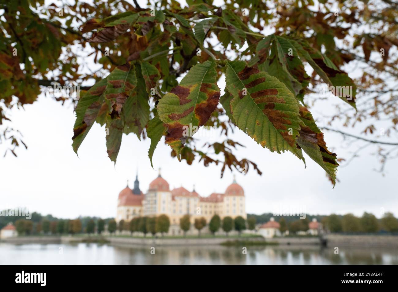 04 October 2024, Saxony, Moritzburg: A chestnut tree stands in front of ...