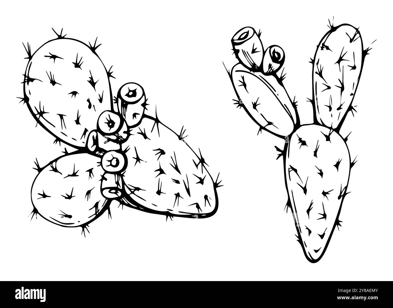 Nature tropical exotic desert plant succulent cactus aloe agave nopal ...