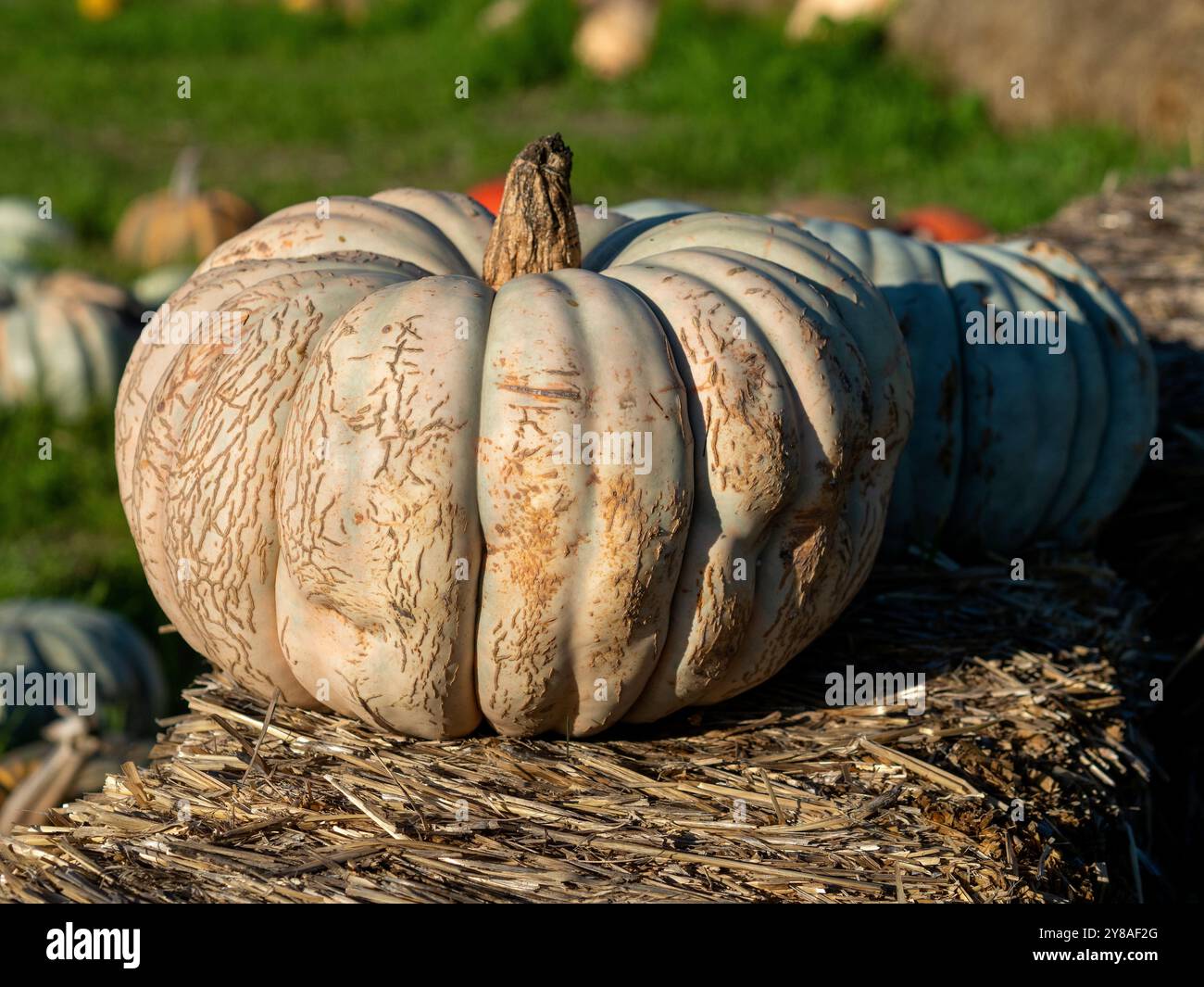 Rodoni Farms, 4444 CA-1, Santa Cruz, CA 95060, California, US Stock ...