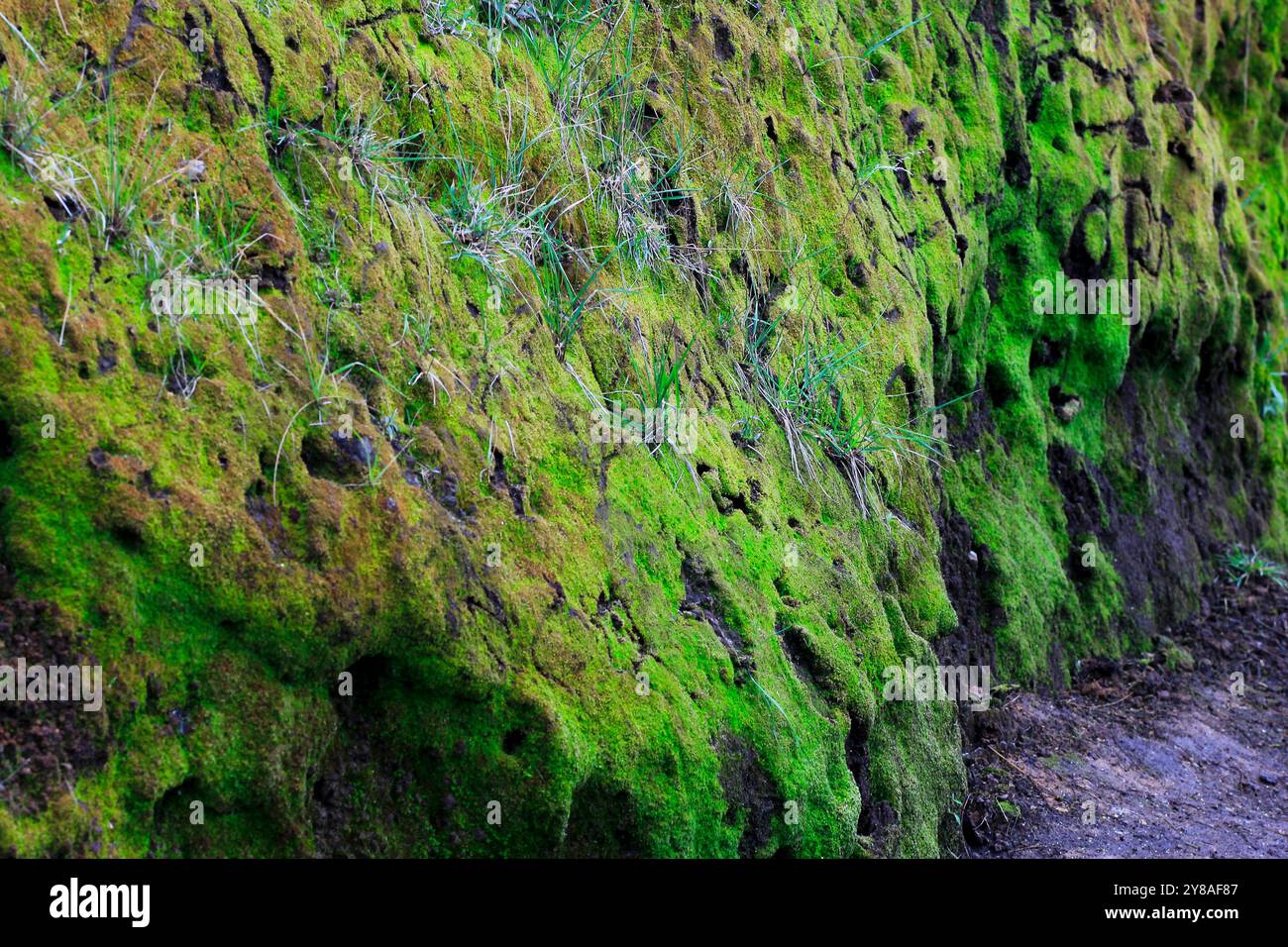 Texture of green moss that grows covering the moist soil surface Stock ...