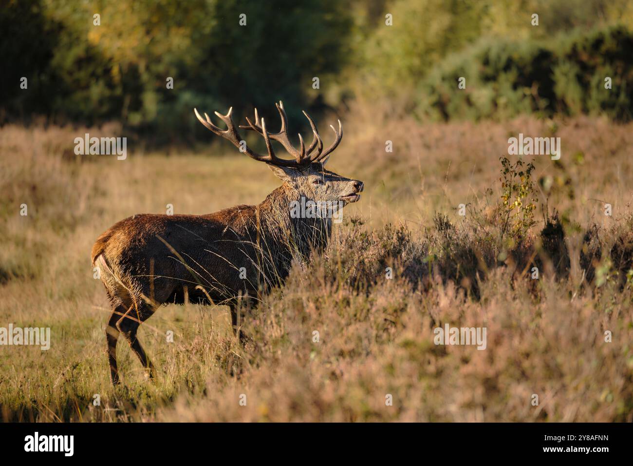 Stag scotland colourful hi-res stock photography and images - Alamy
