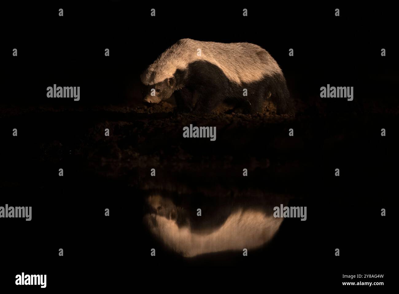 Badger night hi-res stock photography and images - Alamy