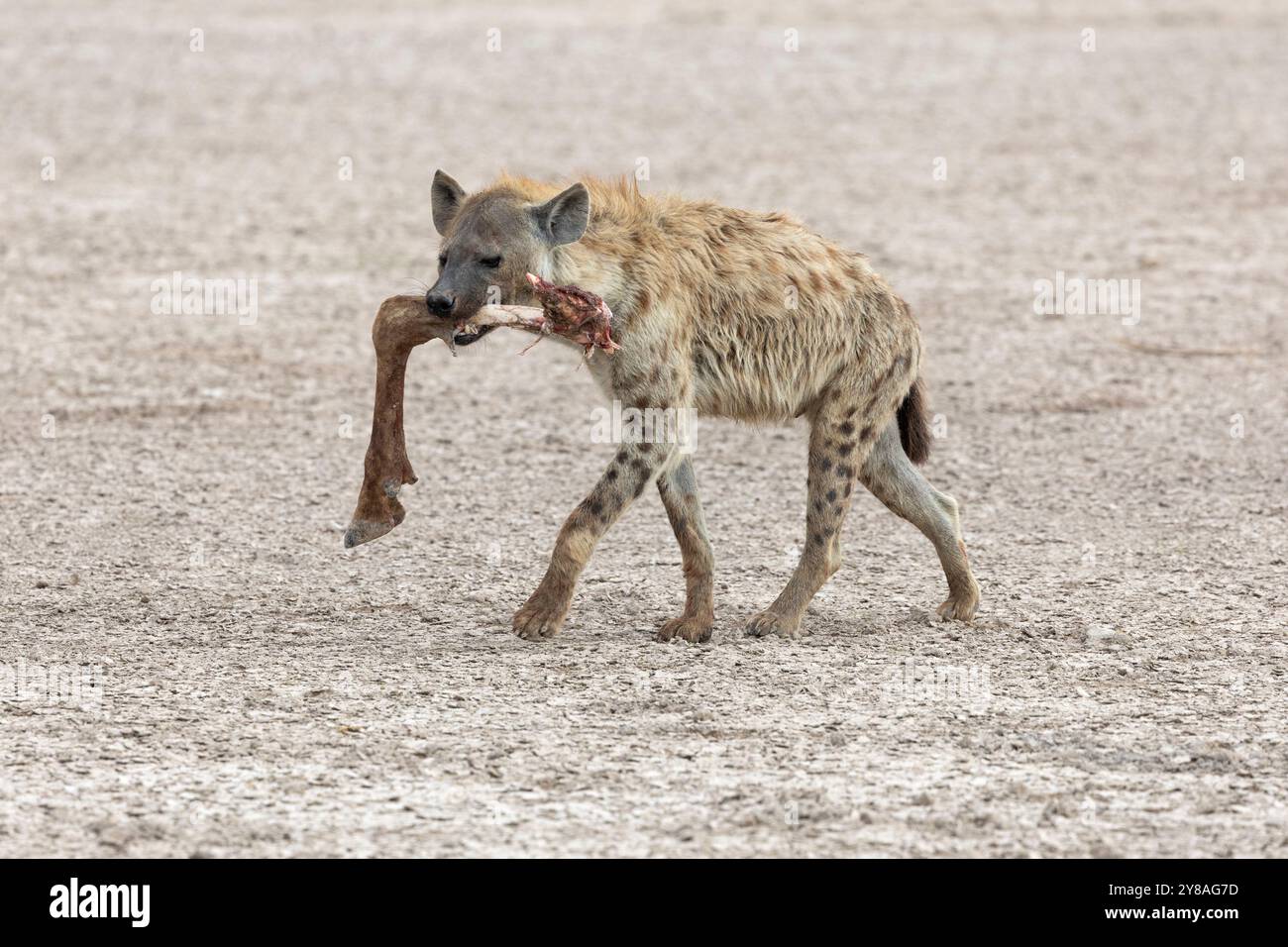 Spotted hyena (Crocuta crocuta) with carrion, Amboseli national park ...