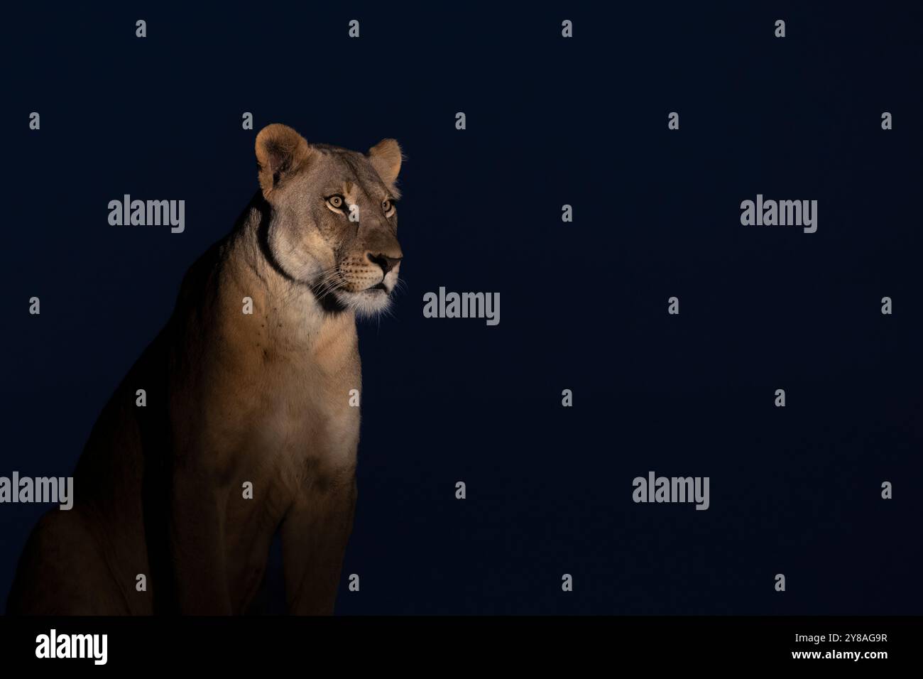 Lioness (Panthera leo) at night, Zimanga private game reserve, KwaZulu ...