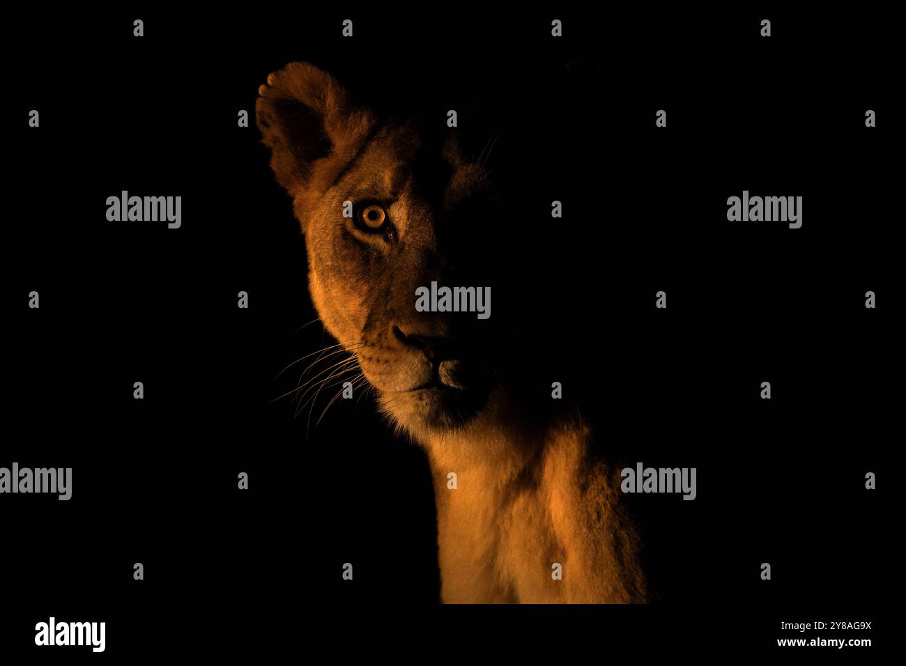 Lioness (Panthera leo) at night, Zimanga private game reserve, KwaZulu ...