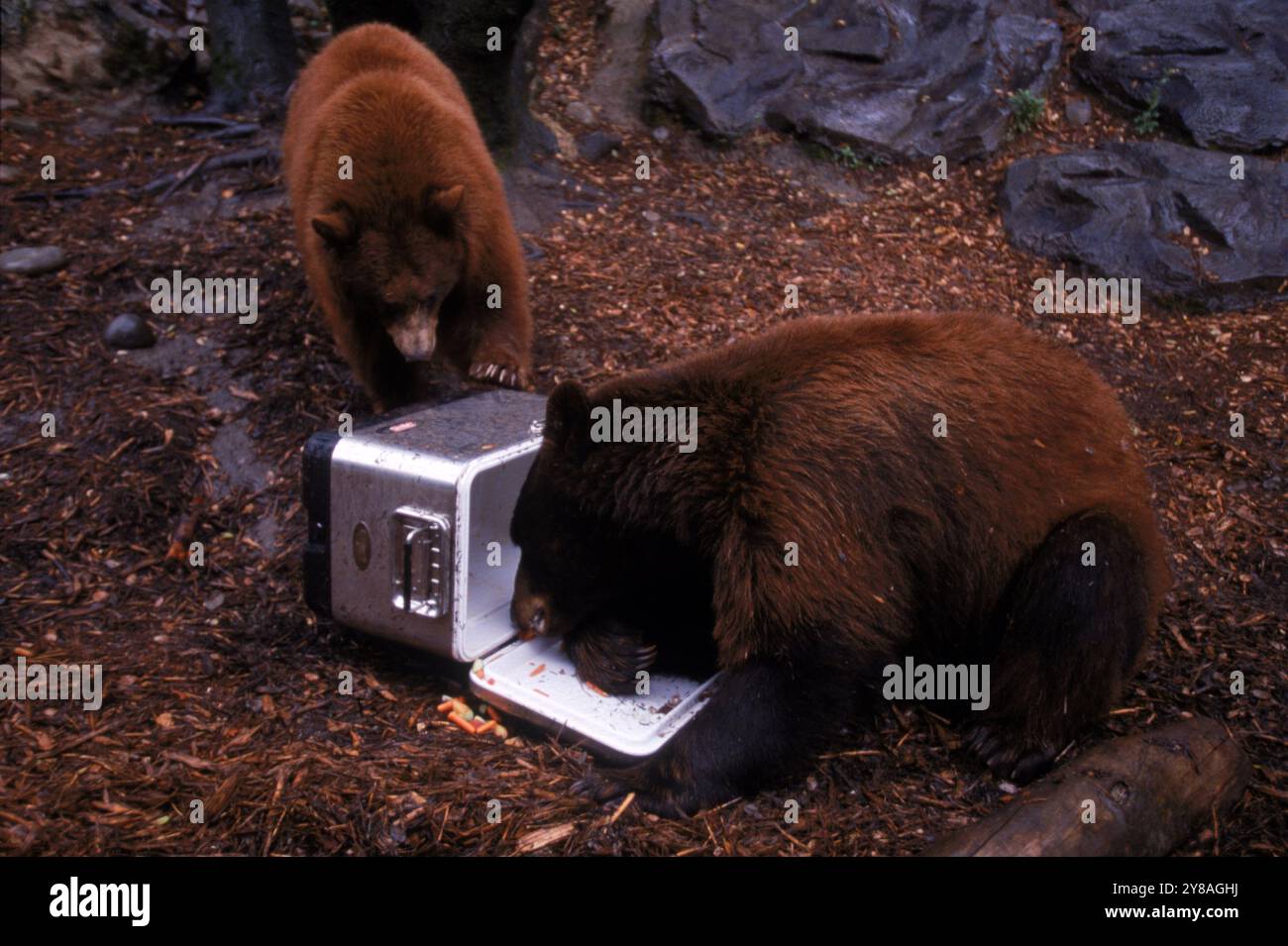Two bears eating food from a cooler Stock Photo - Alamy