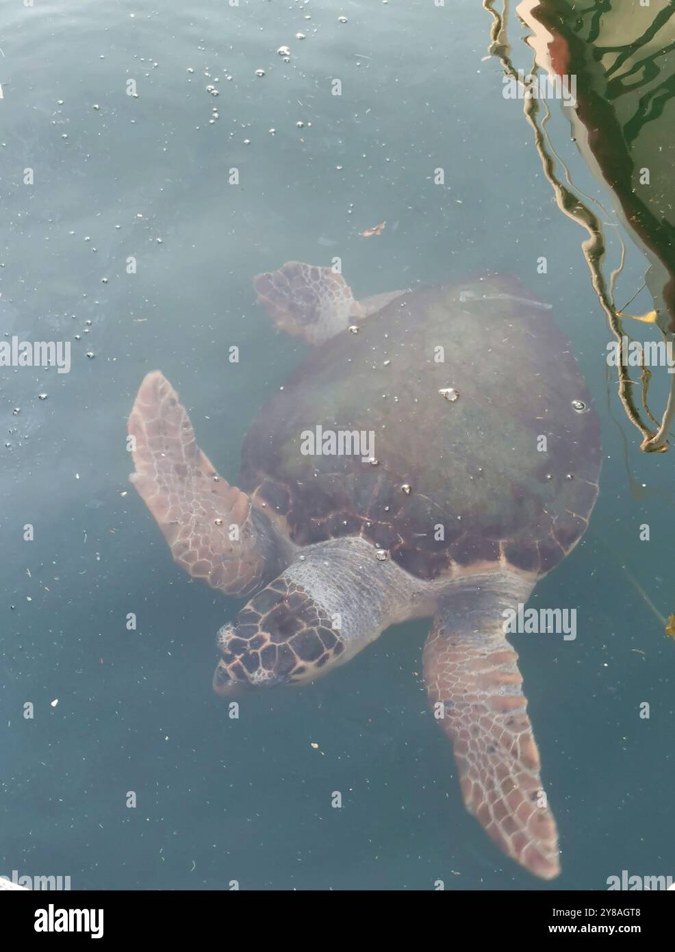 Chania, Greece. 01st Sep, 2024. A large sea turtle (loggerhead turtle ...