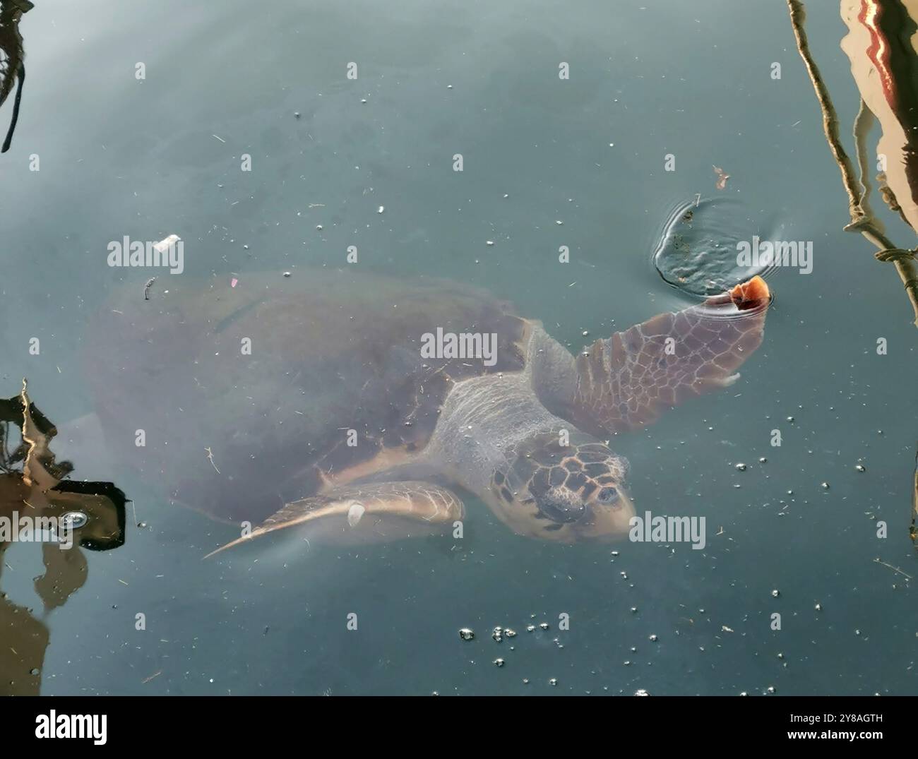 Chania, Greece. 01st Sep, 2024. A large sea turtle (loggerhead turtle ...