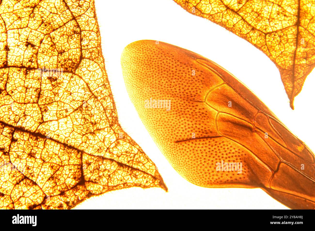 Insect wing and leaves Stock Photo - Alamy
