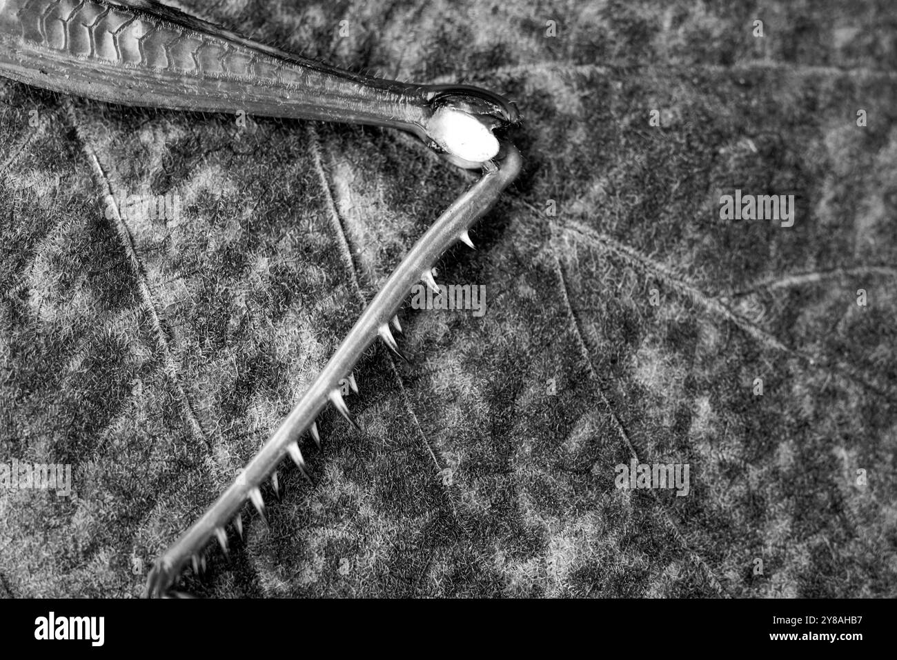 Locust leg spikes hi-res stock photography and images - Alamy