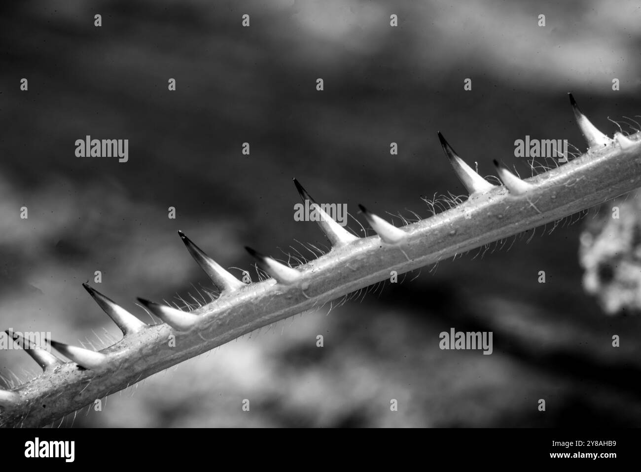 Locust texture hi-res stock photography and images - Alamy