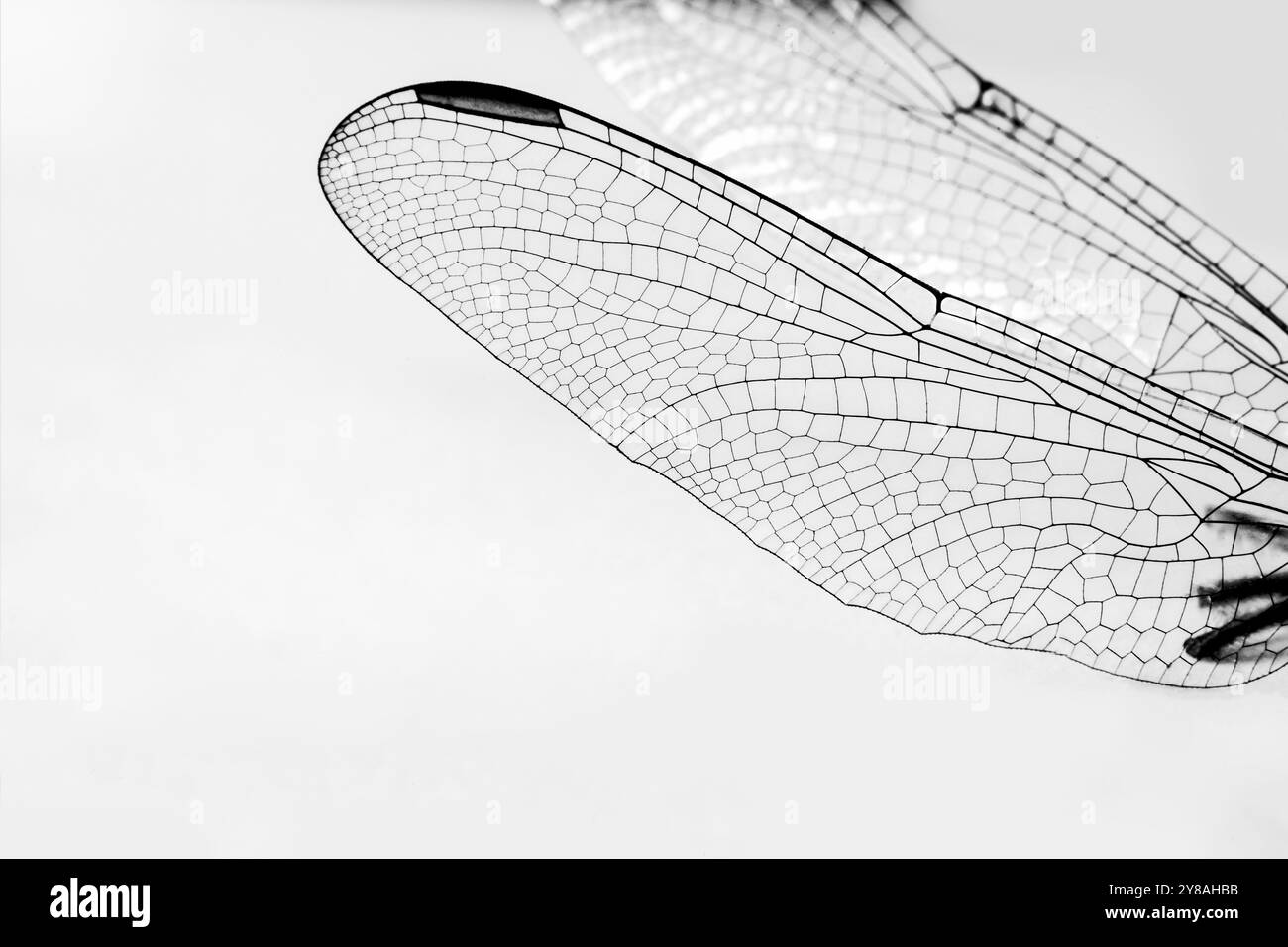 Wings leaves Black and White Stock Photos & Images - Alamy