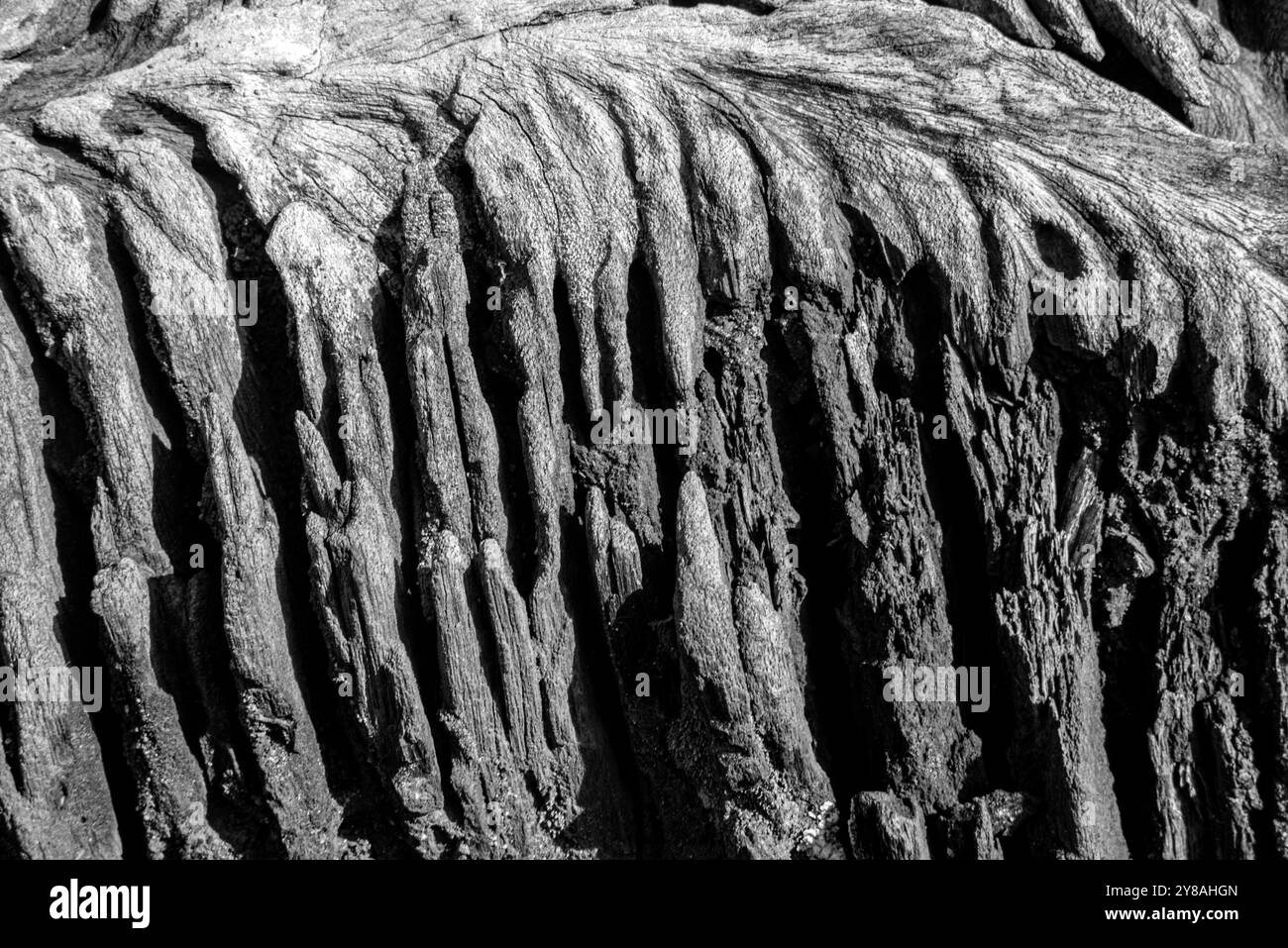 Nature patterns Black and White Stock Photos & Images - Alamy