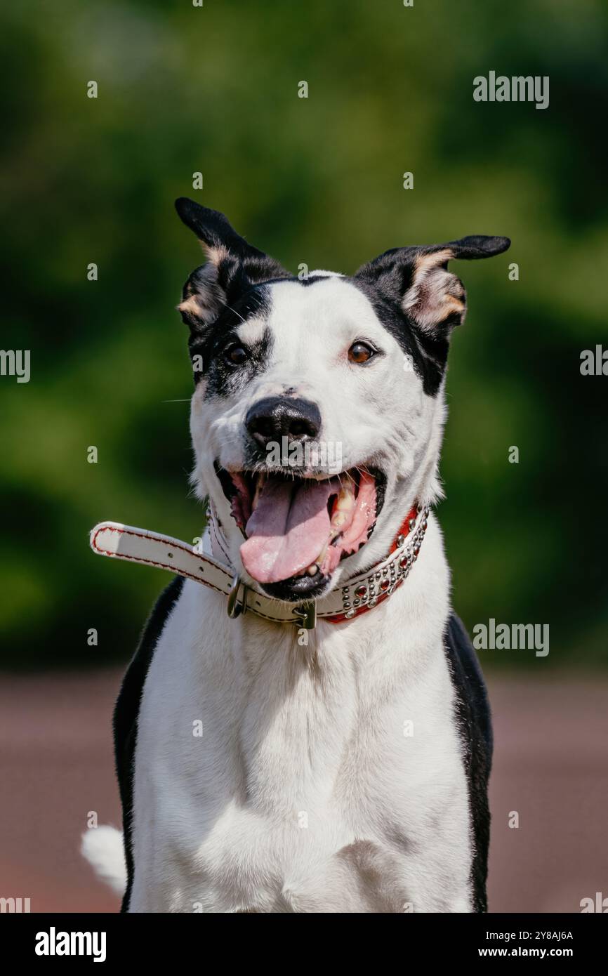 Black and White Mixed Breed Mutt Dog Running Lure Course Dog Sport ...