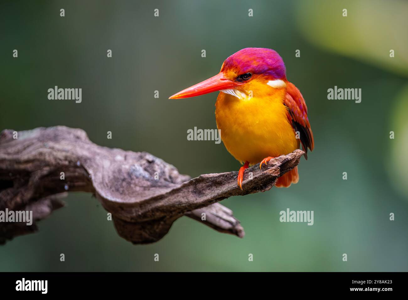 Rufous Backed Kingfisher perch open eye level Stock Photo - Alamy