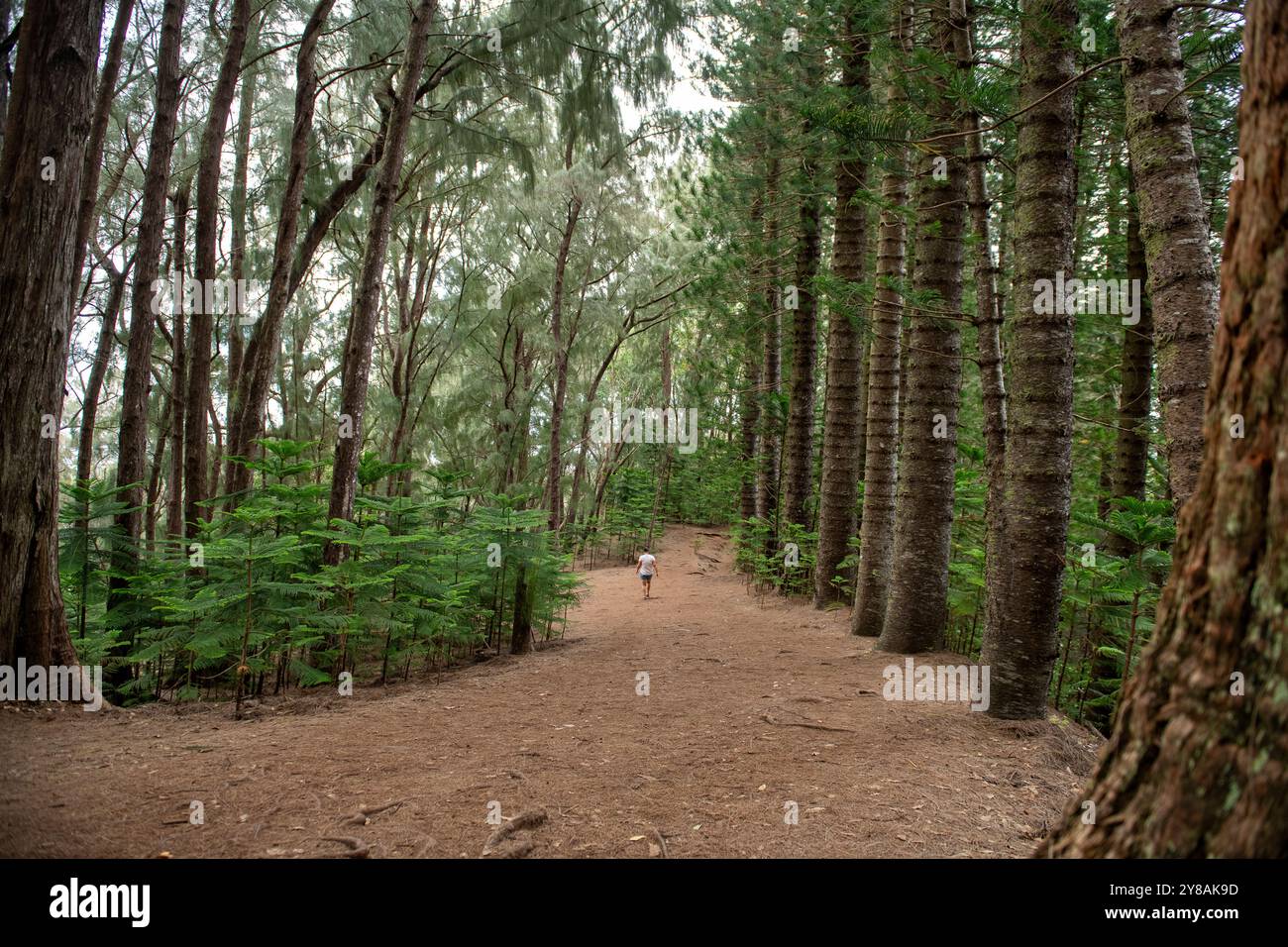 Female hiker walking away among trees on Kuli?ou?ou Ridge Trail Hawaii ...