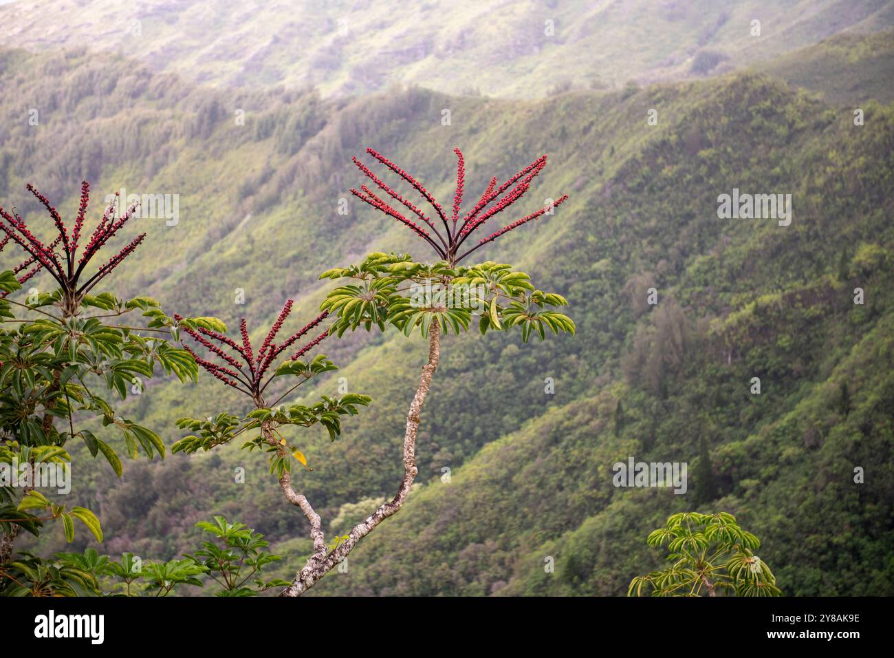 Octopus Tree growing in a lush Hawaiian valley Kuli?ou?ou Ridge Trail ...